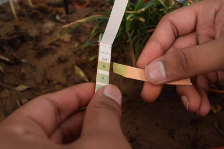 Testing Soil pH with pH Papers - A Step-by-Step Guide