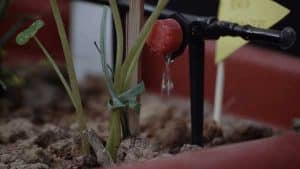 How to make a DIY Drip Irrigation System based on Arduino at Home